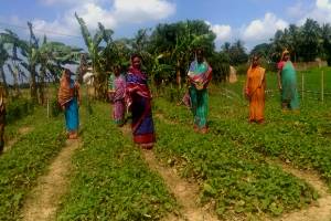 Community Livelihood Enhancement through Available Resources ( CLEAR ...