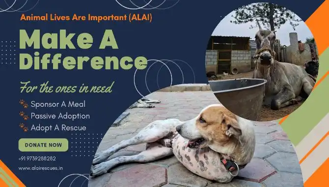 Donate for Animal Welfare and Support Animal Lives Are Important ...